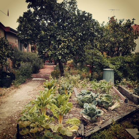 Vegetable Gardens - Suburban Farmer
