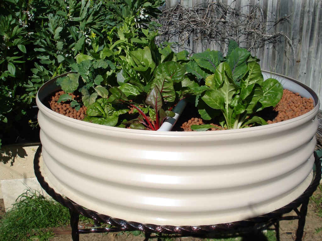 Tips for Planting in an Aquaponics System